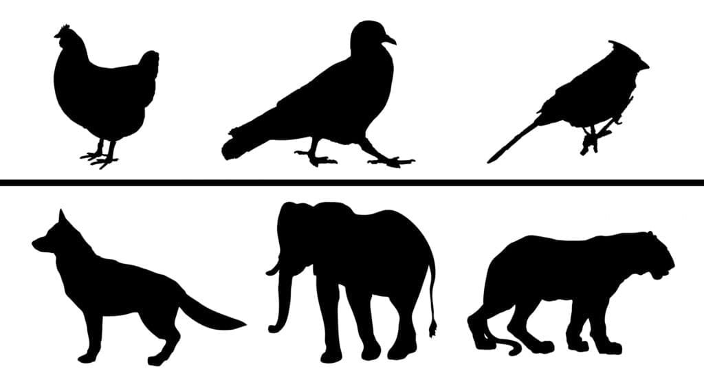 Difference Between Mammals and Birds complete information