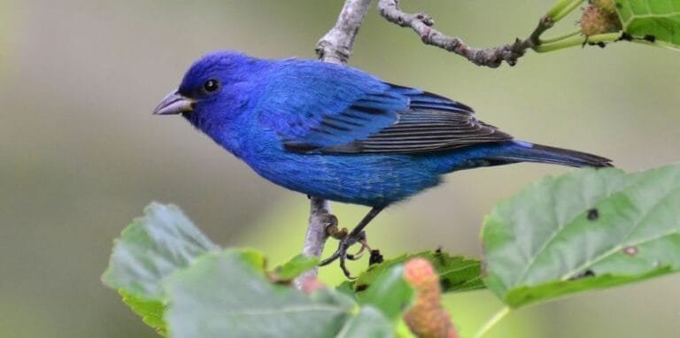 Blue Birds in Michigan
