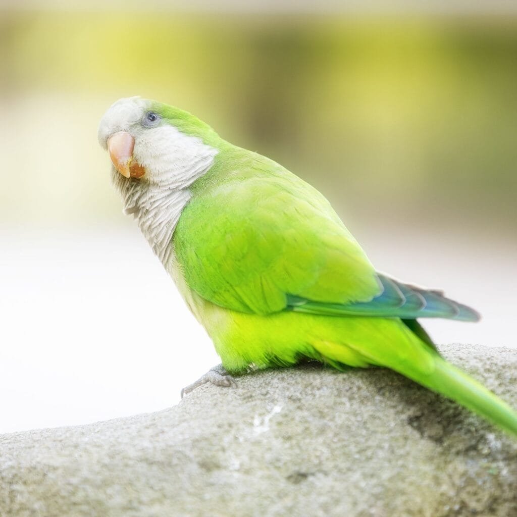 Birds That Talk- 15 Different Types of Talking Birds