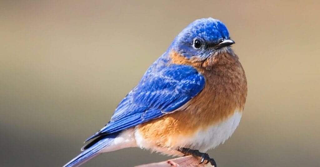 Bluebird Meaning Symbolism and Spiritual