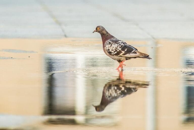 Birds Behind Glasses Of Water