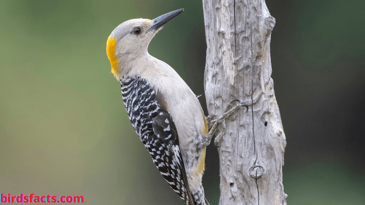 12 Species Of WoodPeckers In Florida Detailed Picture