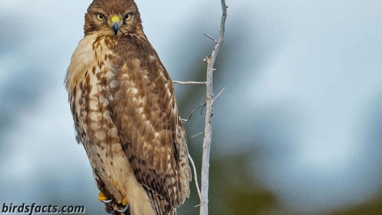 10 Differences Between Red-Tailed Hawk And Red-Shouldered Hawk