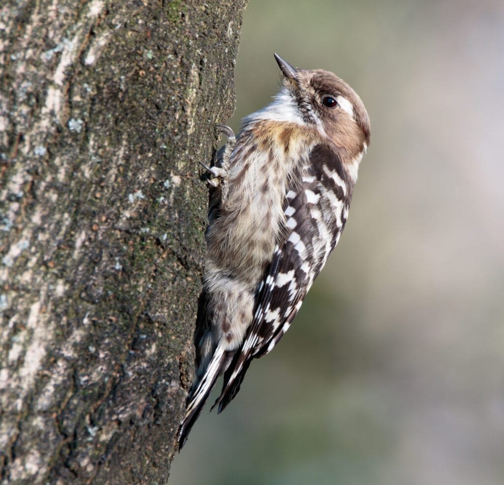 Japanese birds- List Of Top 15 Japanese Birds