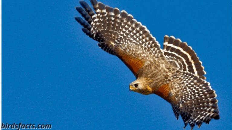10 Differences Between Red-Tailed Hawk And Red-Shouldered Hawk