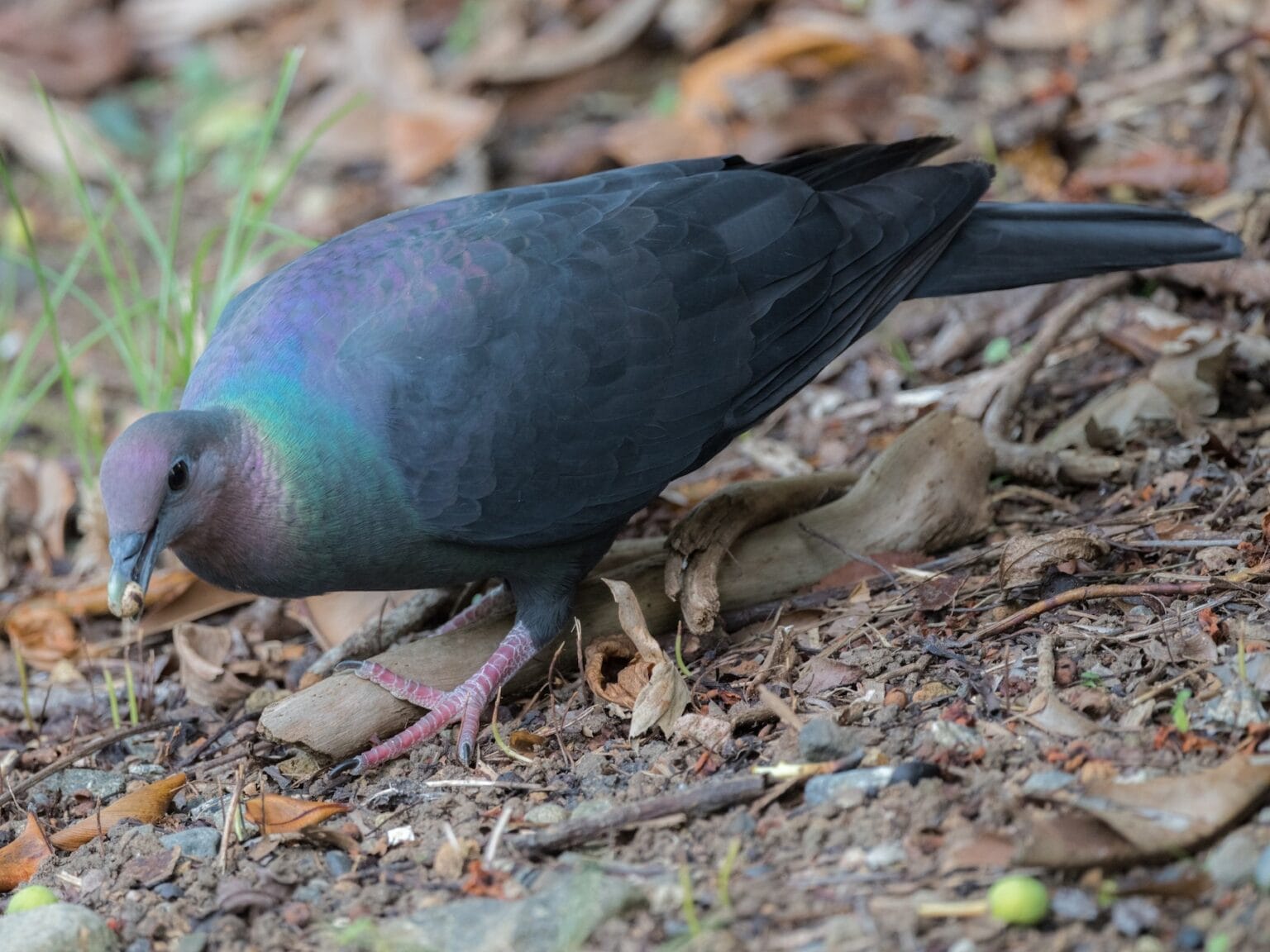 Japanese birds- List Of Top 15 Japanese Birds