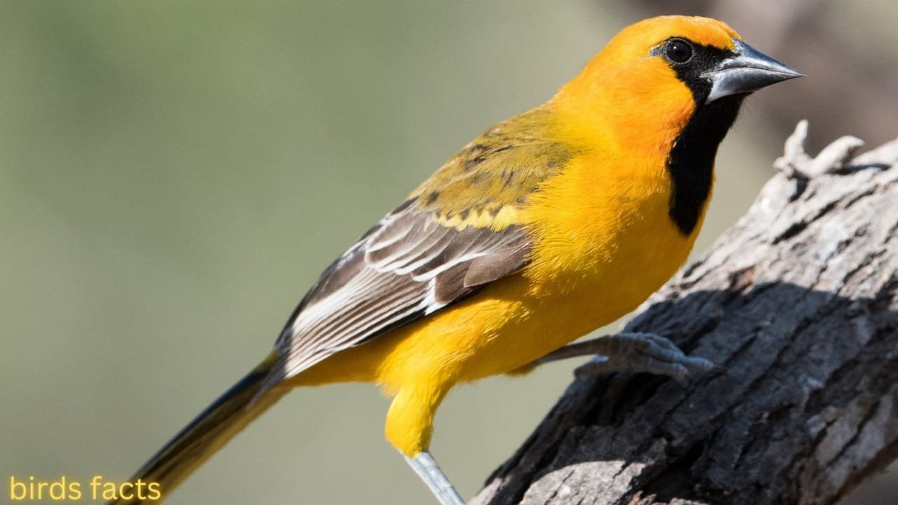 12 TYPES OF ORIOLES IN THE UNITED STATES (PICTURES)