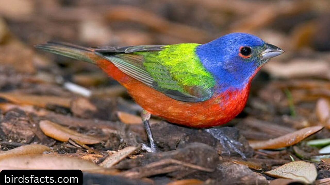 1:Attracting painted bunting song In Florida - And 10 FACTS ABOUT ...