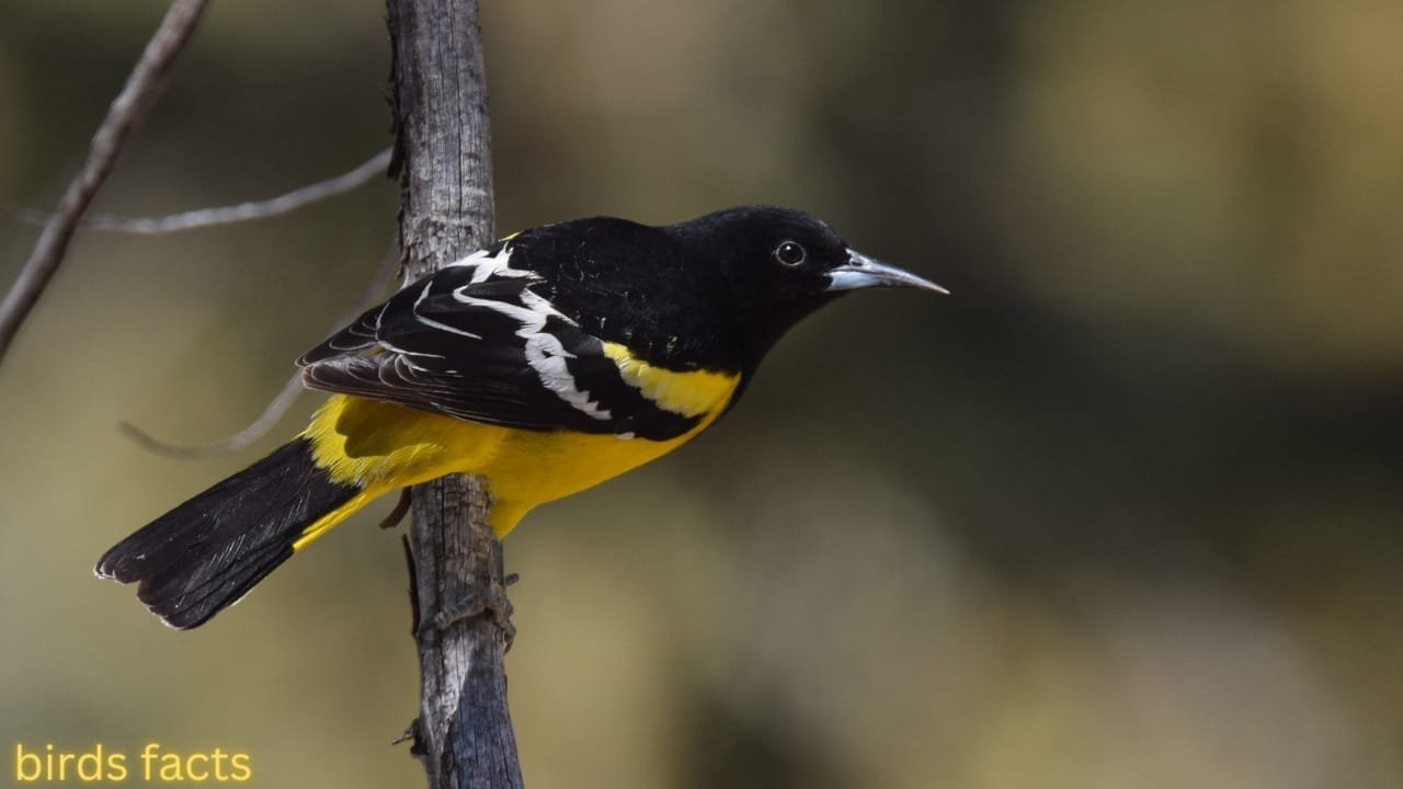 12 TYPES OF ORIOLES IN THE UNITED STATES (PICTURES)