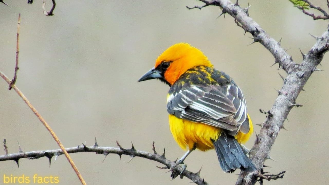 12 TYPES OF ORIOLES IN THE UNITED STATES (PICTURES)