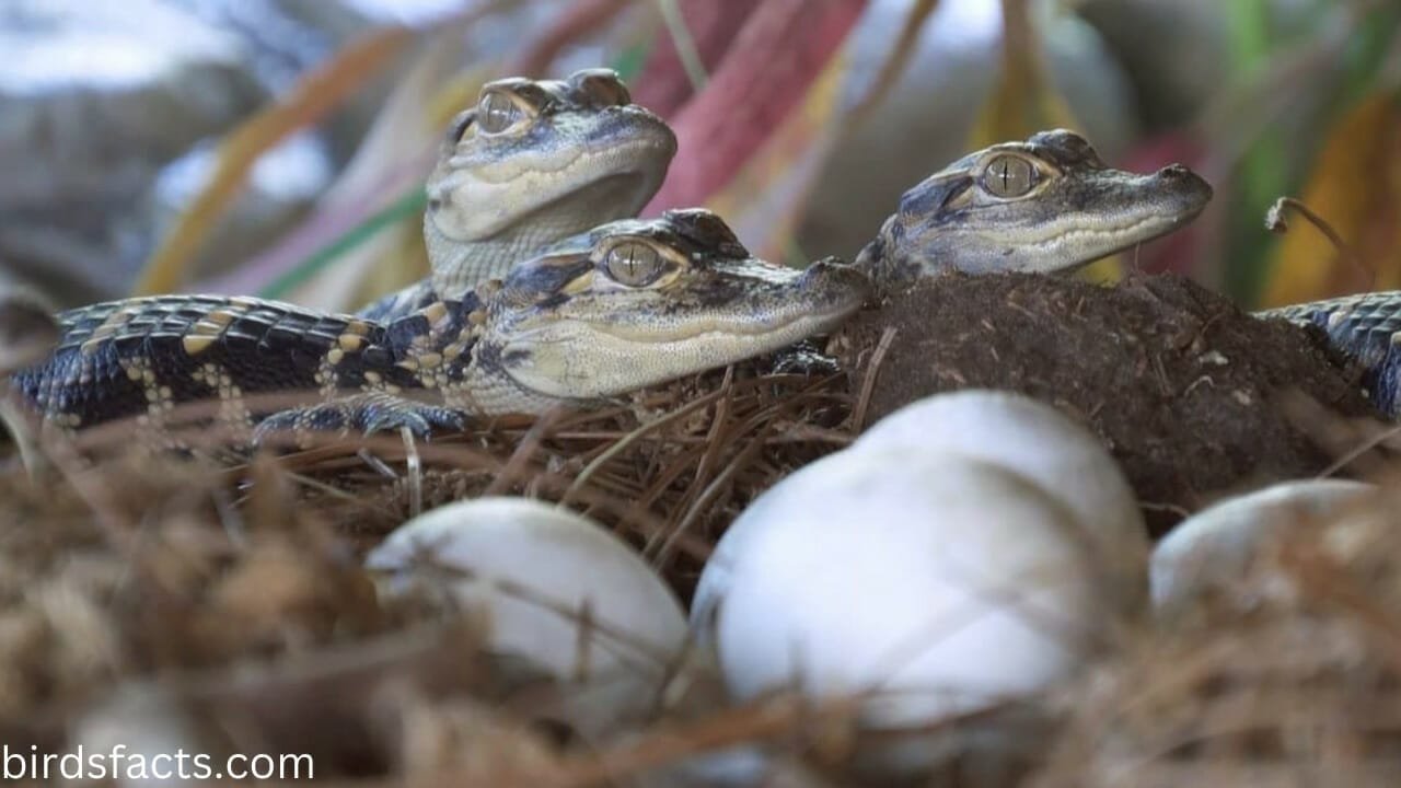 Baby Alligator 8 Incredible Hatchlings Facts and 8 Pictures!