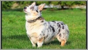 5 Most Common Cowboy Corgi Breeds You Might See In The Wild