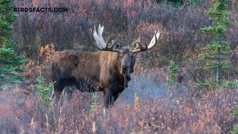 Moose vs Human A Fascinating Compared