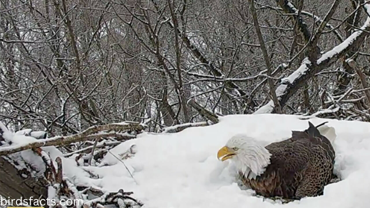 The Facts You Probably Didn't Know About The Female Bald Eagle#4