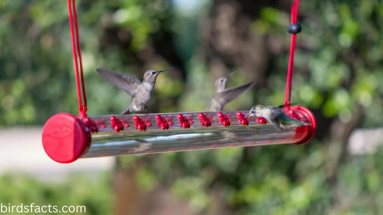 Where Do HummingBirds Go In The Winter