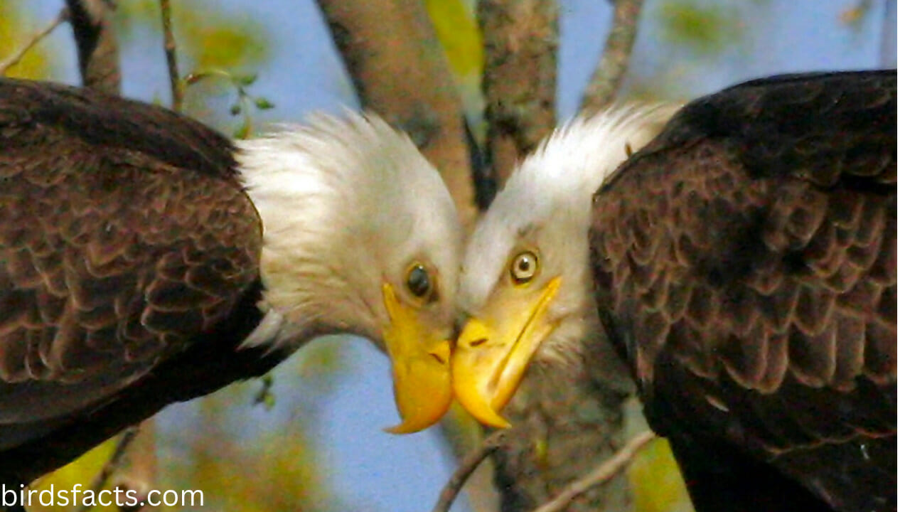 The Facts You Probably Didn't Know About The Female Bald Eagle#4