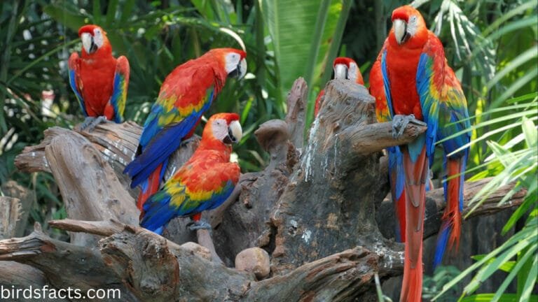 Where Do Birds Live? Do They Eat