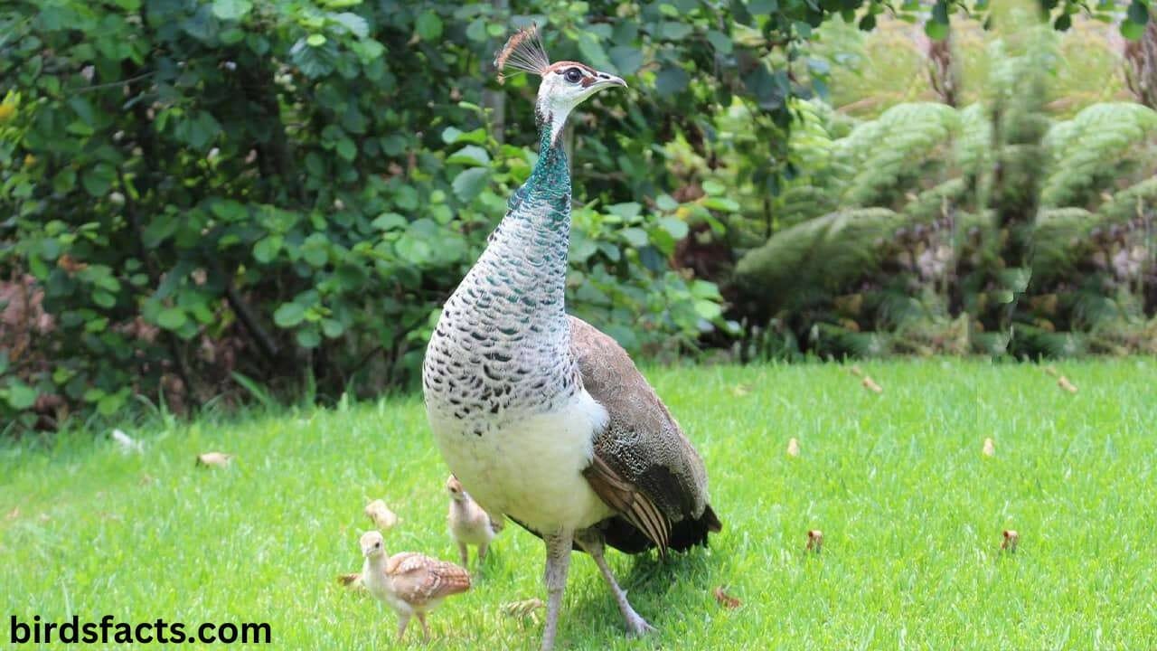 Female Peacocks and Male vs Female Peacock (Elucidation Guide)