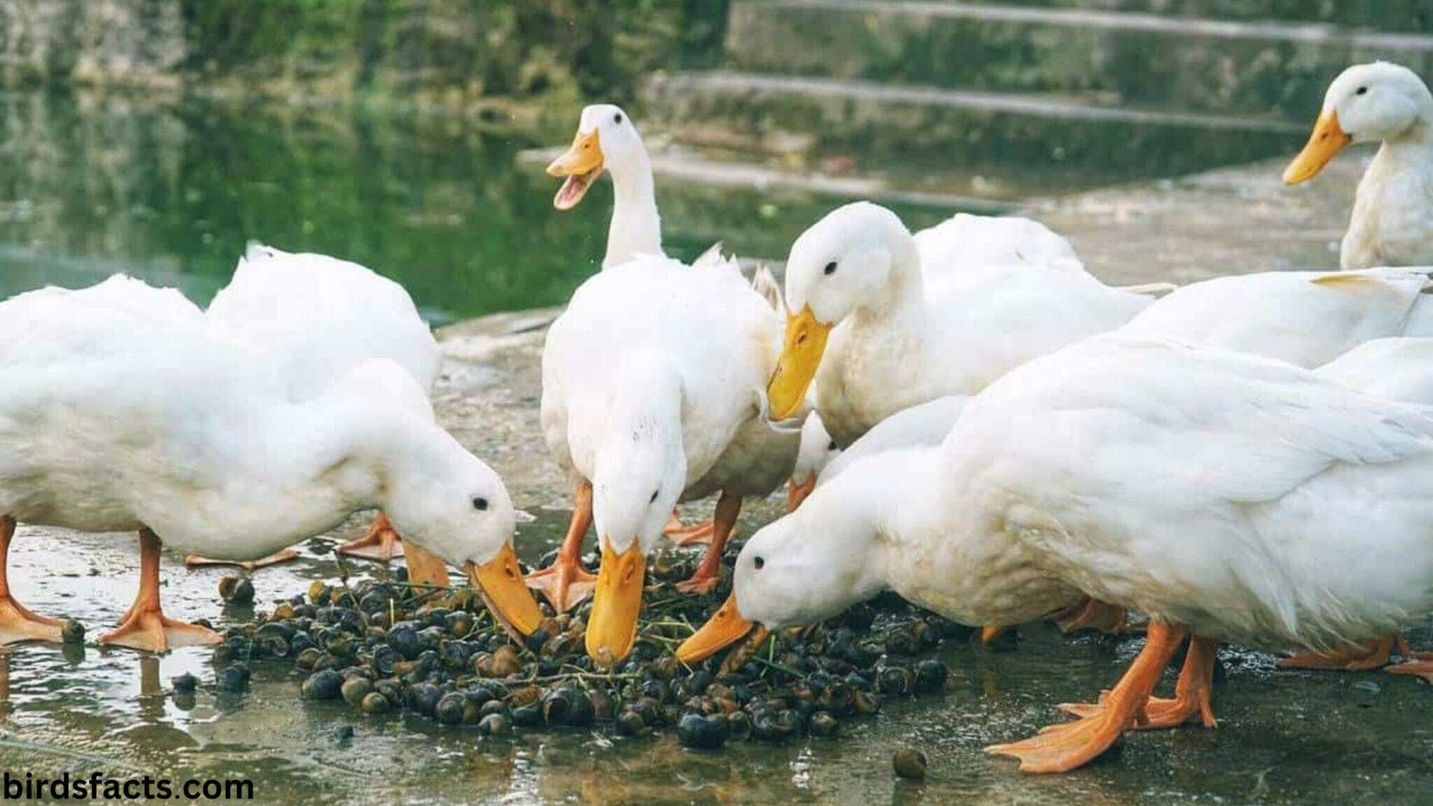Duck Teeth Discover the Unusual Secret