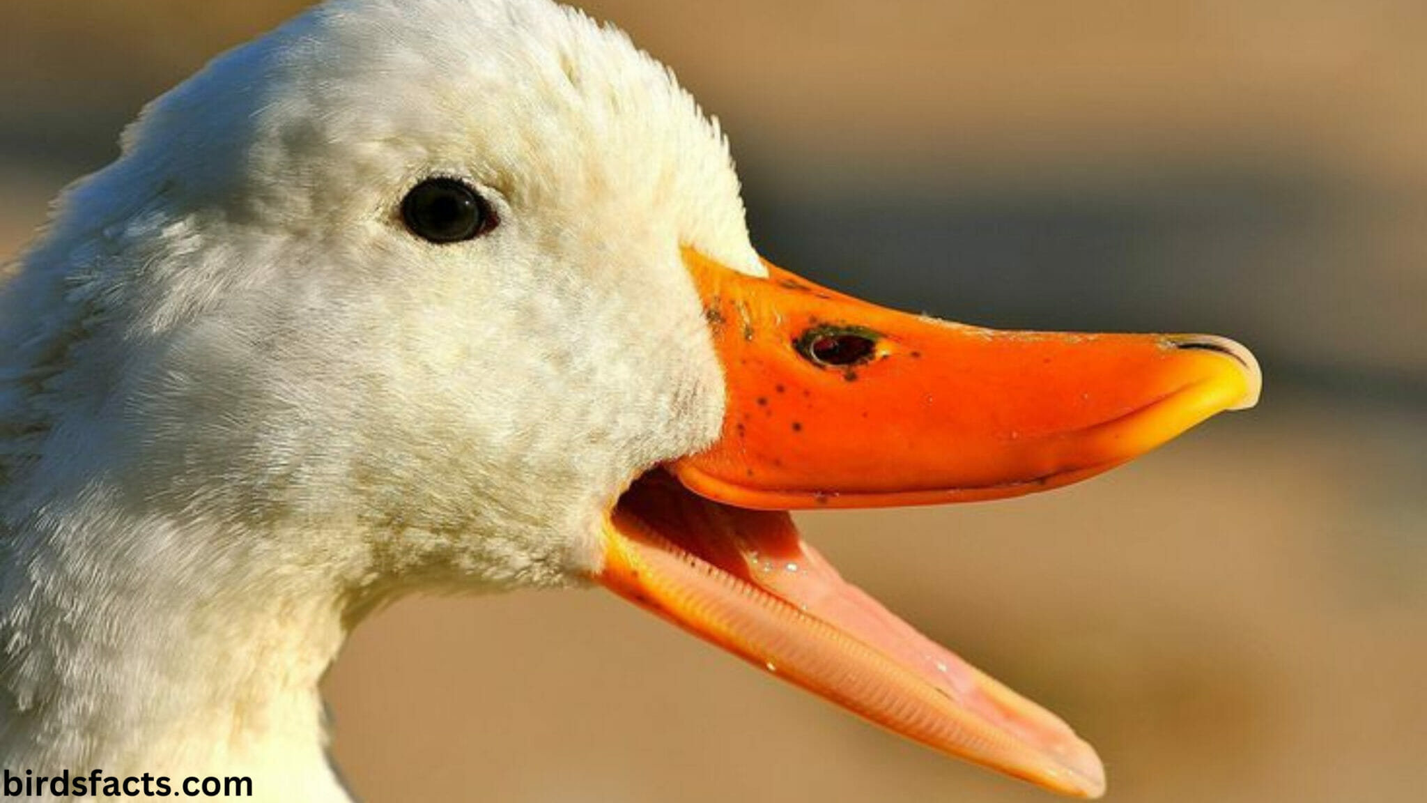 Duck Teeth Discover the Unusual Secret