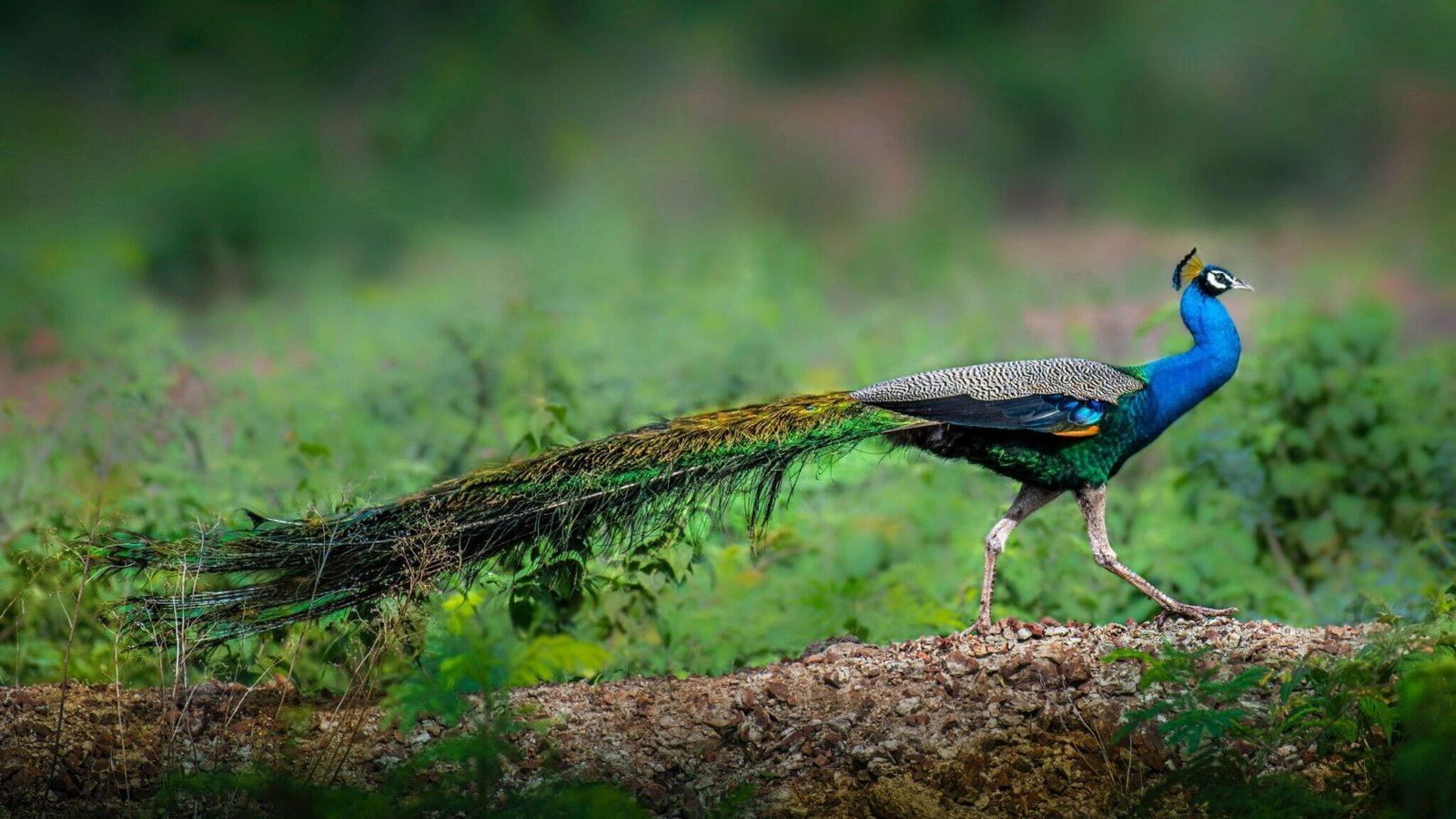 Female Peacocks and Male vs Female Peacock (Elucidation Guide)