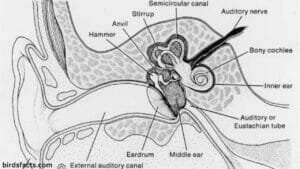 Owl Ears Unlock the Secrets of Owl Hearing with Amazing