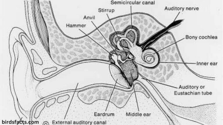 Owl Ears Unlock the Secrets of Owl Hearing with Amazing