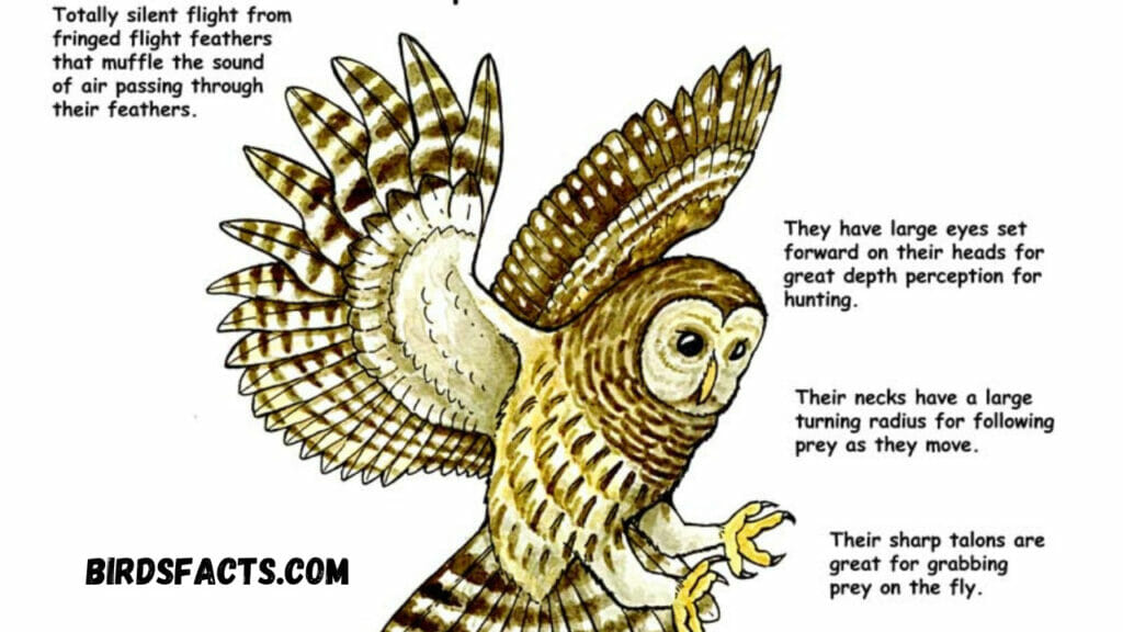 The Wonders of Winged Silence The Birds That Fly Nearly Silently and ...