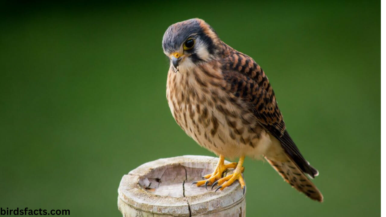 Kestral bird Discover Unleash the Power of Nature's Most Adaptable Hunter