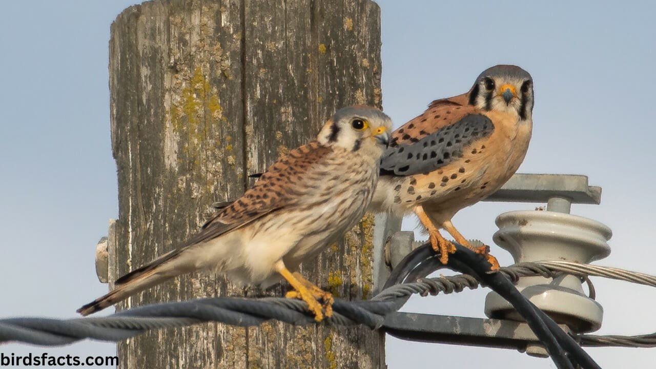 Kestral bird Discover Unleash the Power of Nature's Most Adaptable Hunter