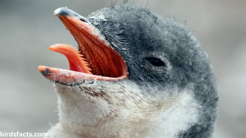 Discover the Surprising World Inside a Penguins Mouth