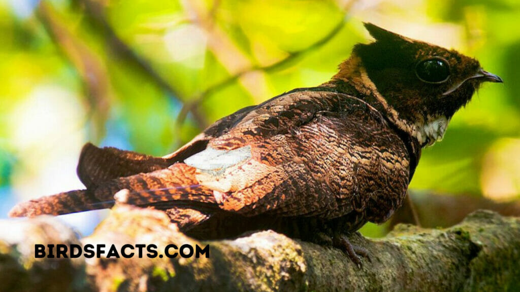 How to Spot a Great Eared Nightjar - A Comprehensive Guide