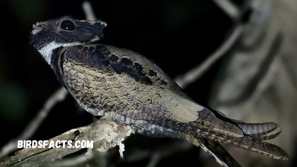 How to Spot a Great Eared Nightjar - A Comprehensive Guide How to Spot a Great Eared Nightjar - A Comprehensive Guide
