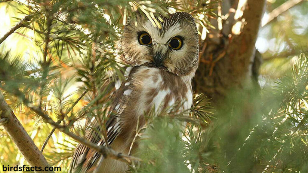 Discover What Is a Group of Owls Called!