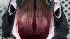 Discover the Surprising World Inside a Penguins Mouth