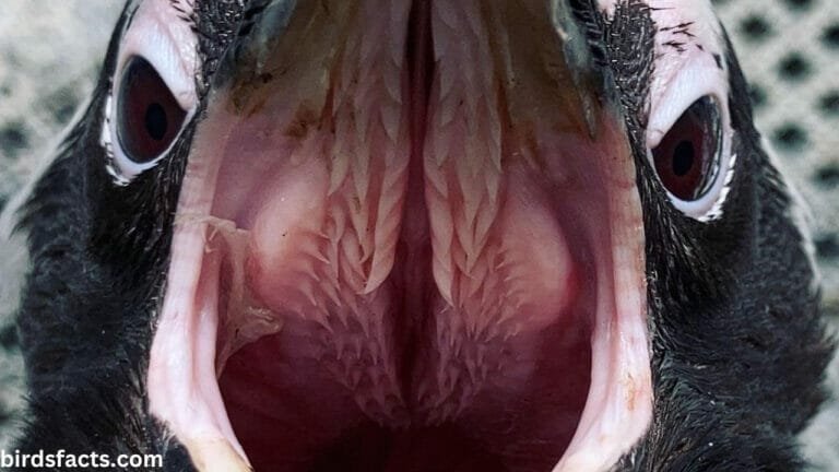 Discover the Surprising World Inside a Penguins Mouth