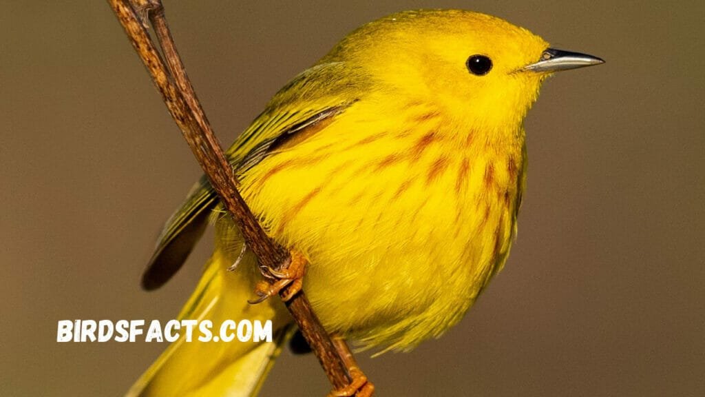Yellow Birds With Black Wings