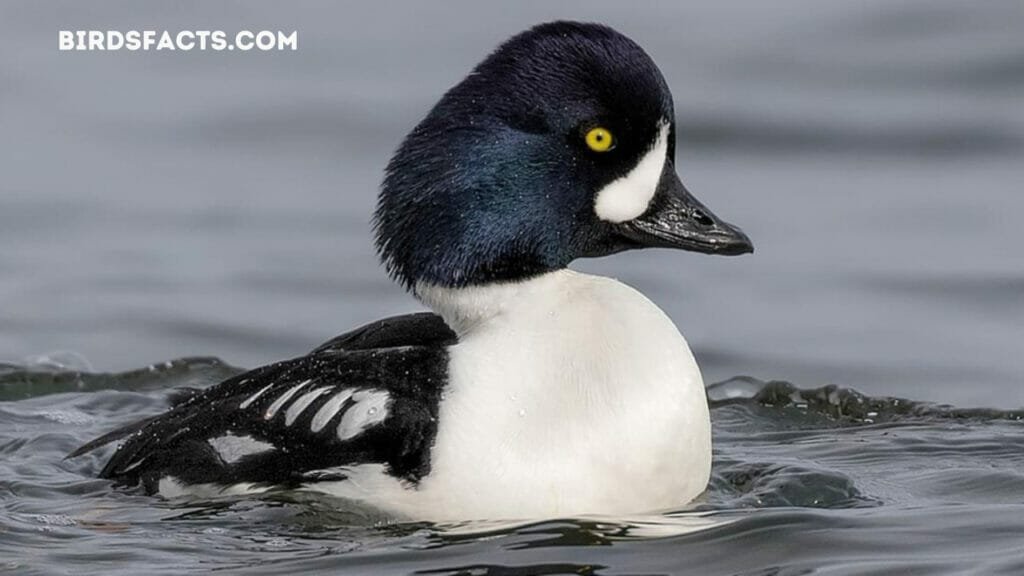 Beautiful Black and White Duck Breeds Matter
