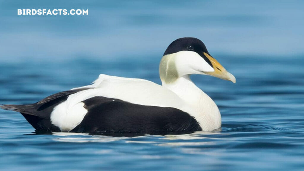 Beautiful Black and White Duck Breeds Matter