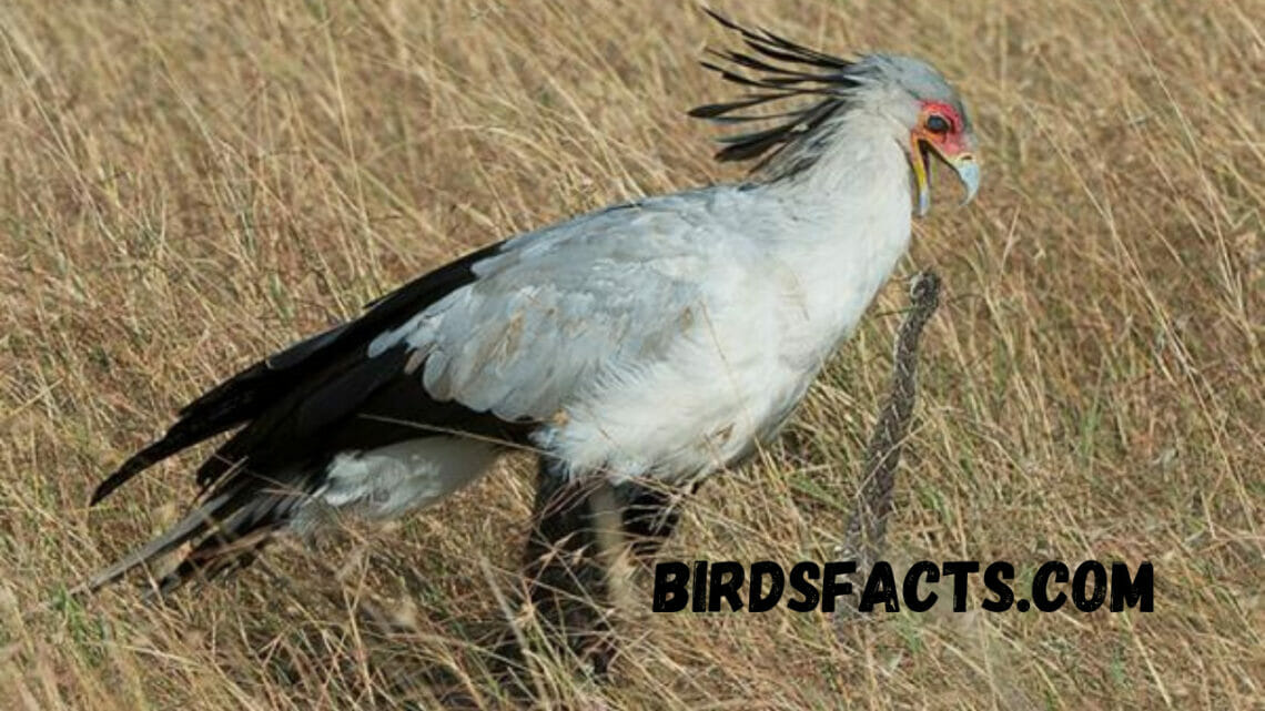 Birds with Long Legs Unveiling the Secrets of Their Adaptations and ...