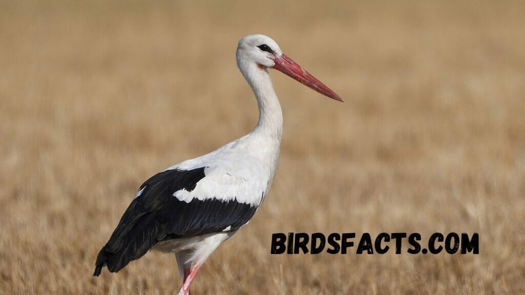 Birds with Long Legs Unveiling the Secrets of Their Adaptations and ...