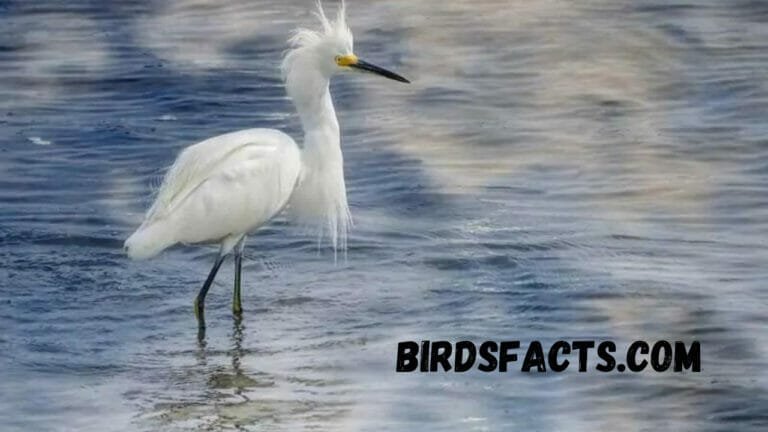 Birds with Long Legs Unveiling the Secrets of Their Adaptations and ...