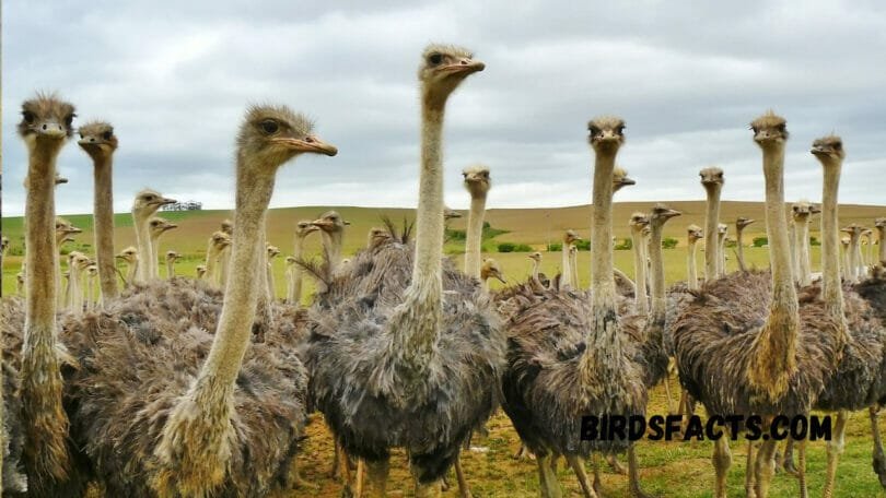 A Comprehensive Guide To Ostrich Habitats