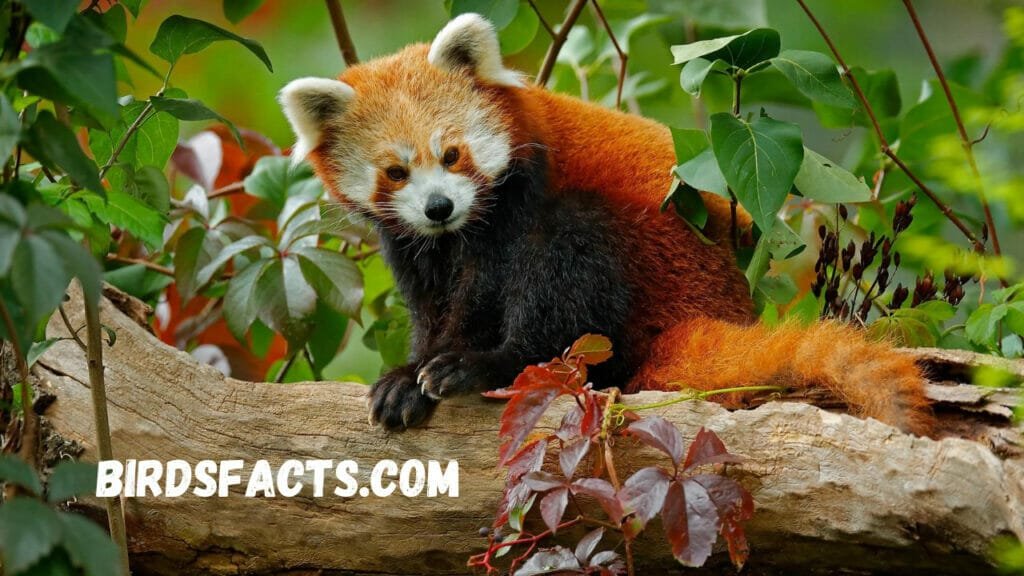 The Red Panda Habitat Understanding the Natural Home of This Endangered ...