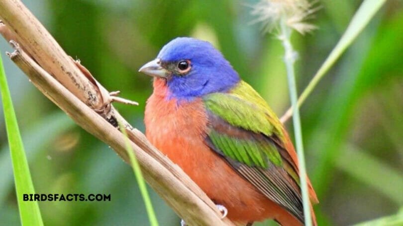 The Little Bird is Calling A Reflection on Nature's Beauty