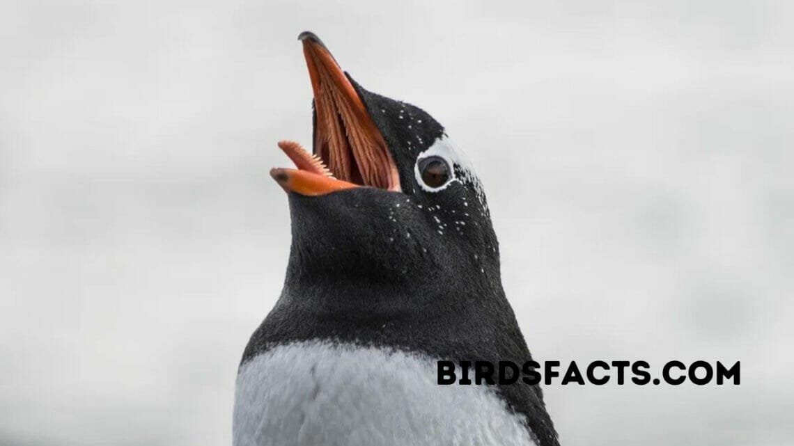 Inside Of a Penguins Mouth A Fascinating Deep Dive into the World of ...