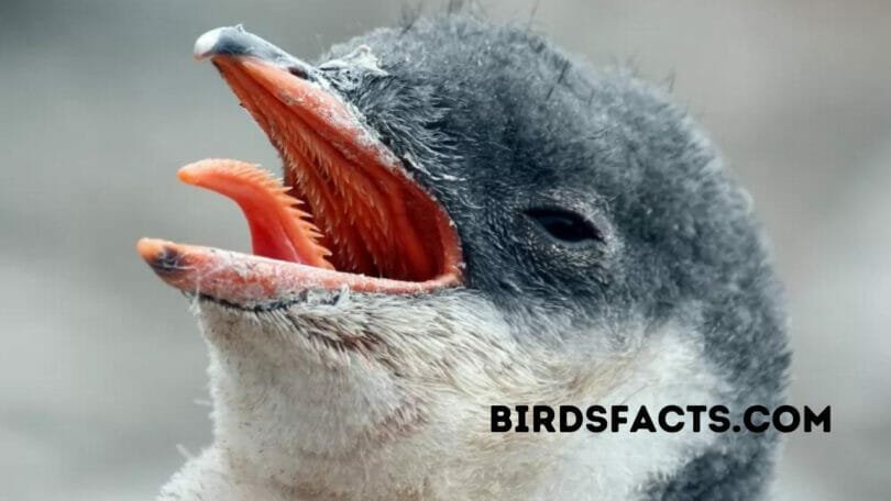 Inside Of a Penguins Mouth A Fascinating Deep Dive into the World of ...