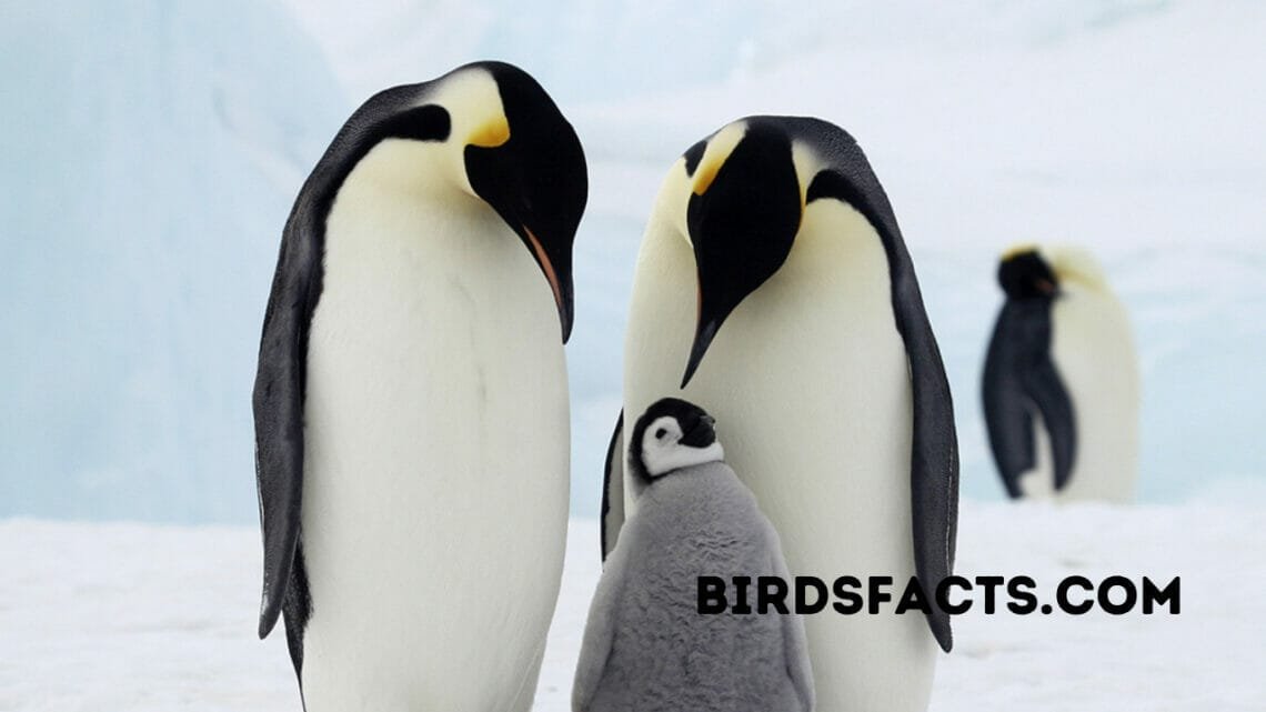 Inside Of a Penguins Mouth A Fascinating Deep Dive into the World of ...