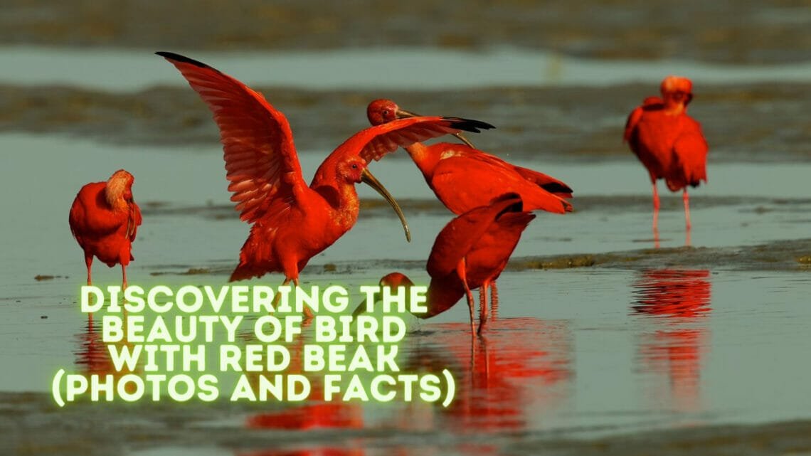 Discovering the Beauty of Bird with Red Beak