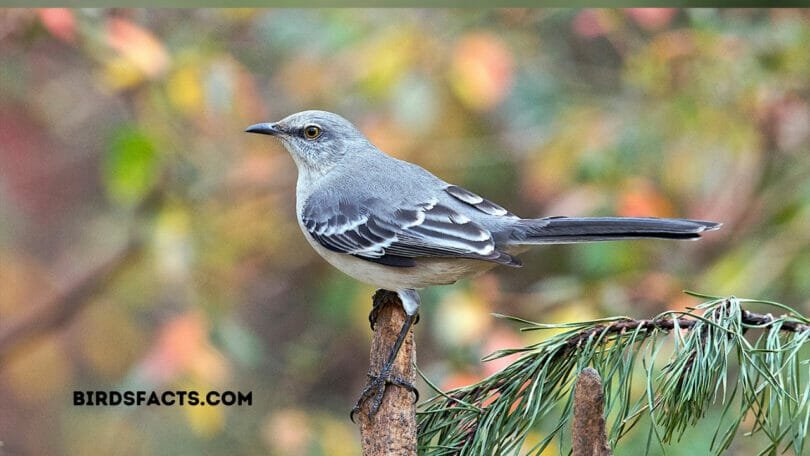 Uncovering the Distinctions Catbird vs Mockingbird
